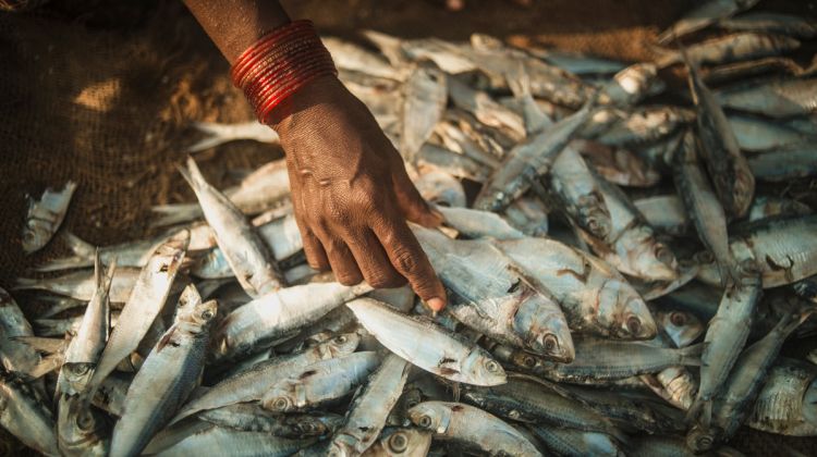 Food security and sustainable livelihoods | ActionAid UK